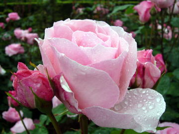 ティーローズAbs(Tea rose Absolute) エッセンシャルオイル – aromafactory